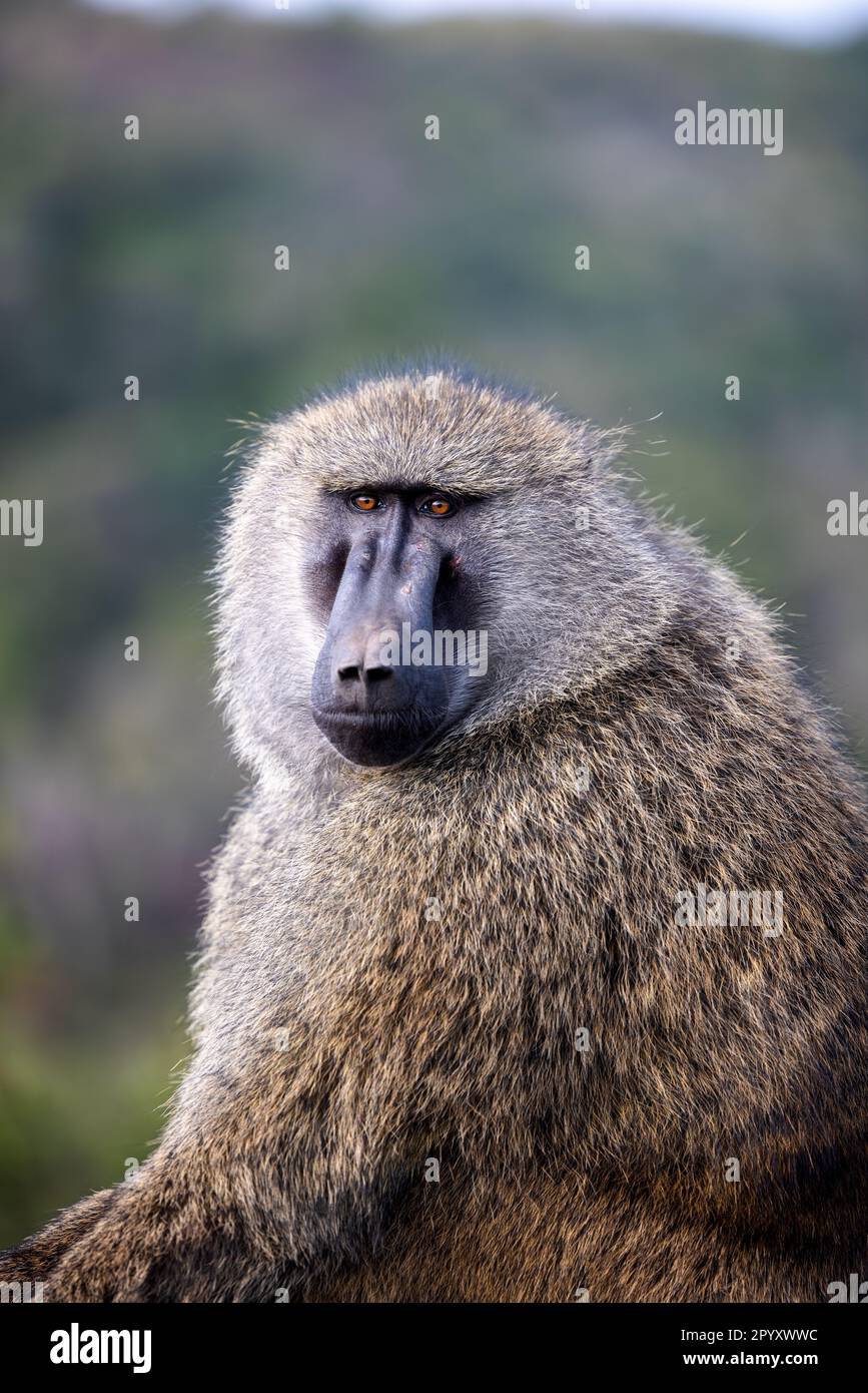 A mature male baboon with its head turned to the side, looking back in ...
