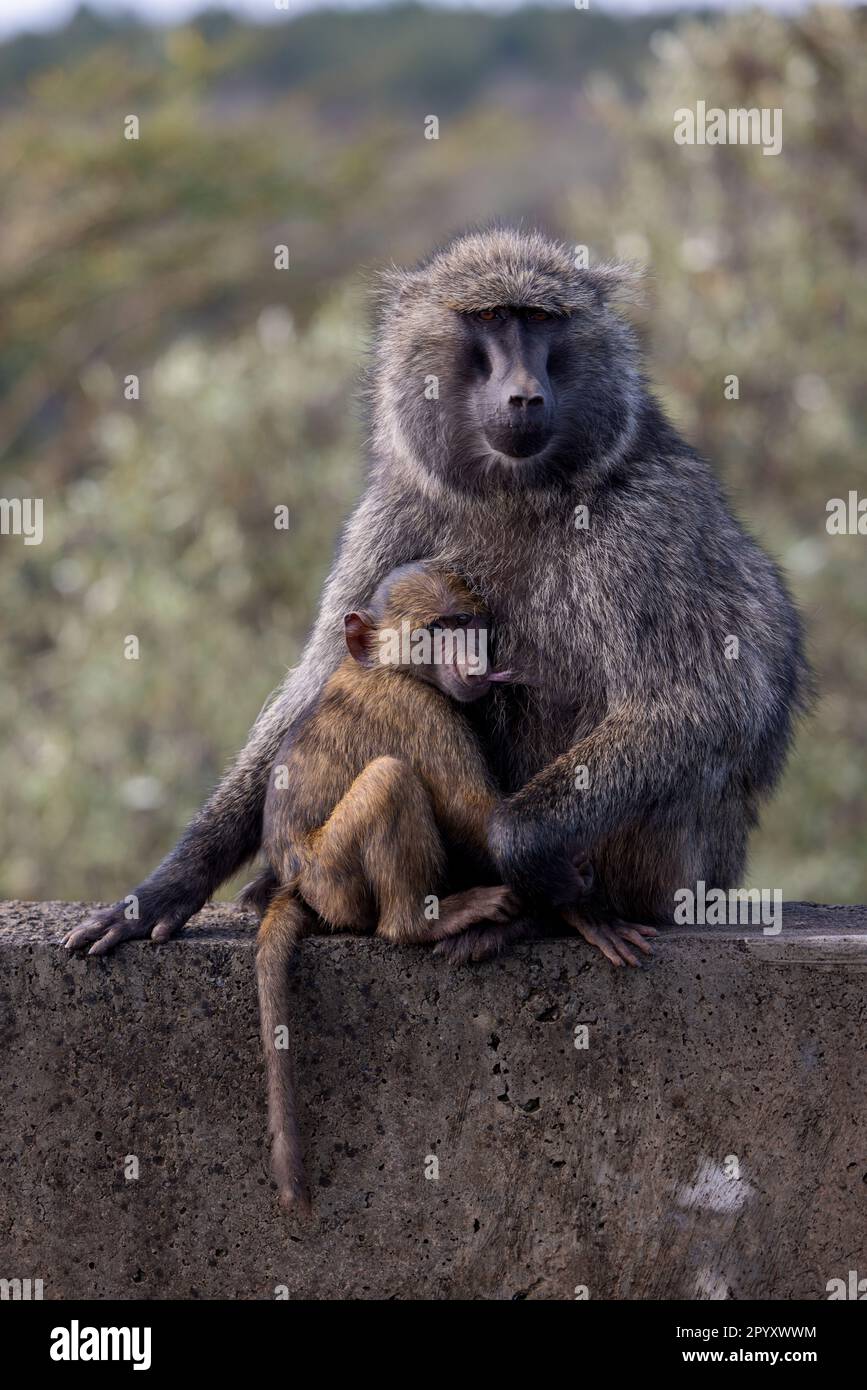 Newborn baboon hi-res stock photography and images - Alamy