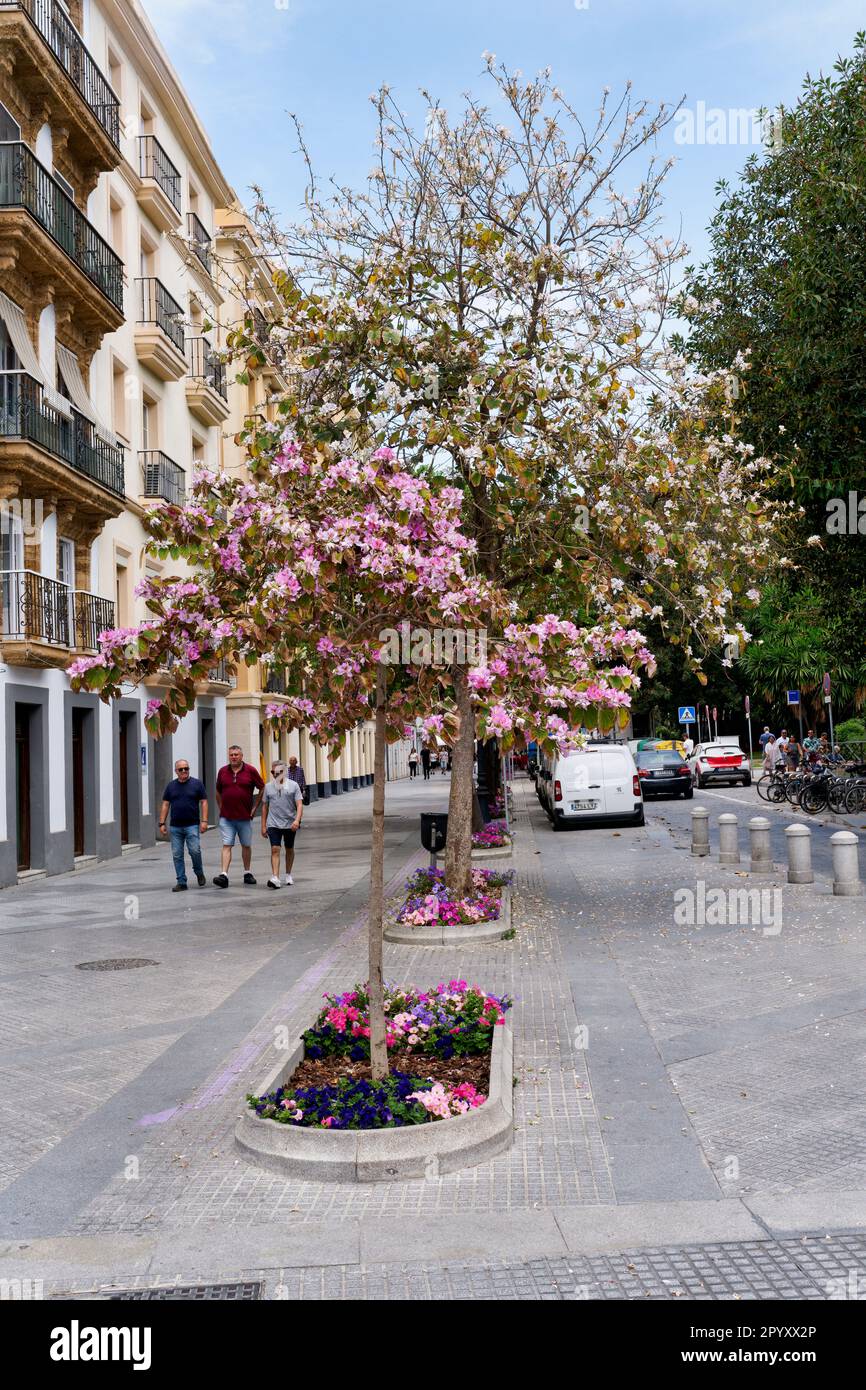 People amble beside blossom filled trees, under a bright blue sky, in a ...