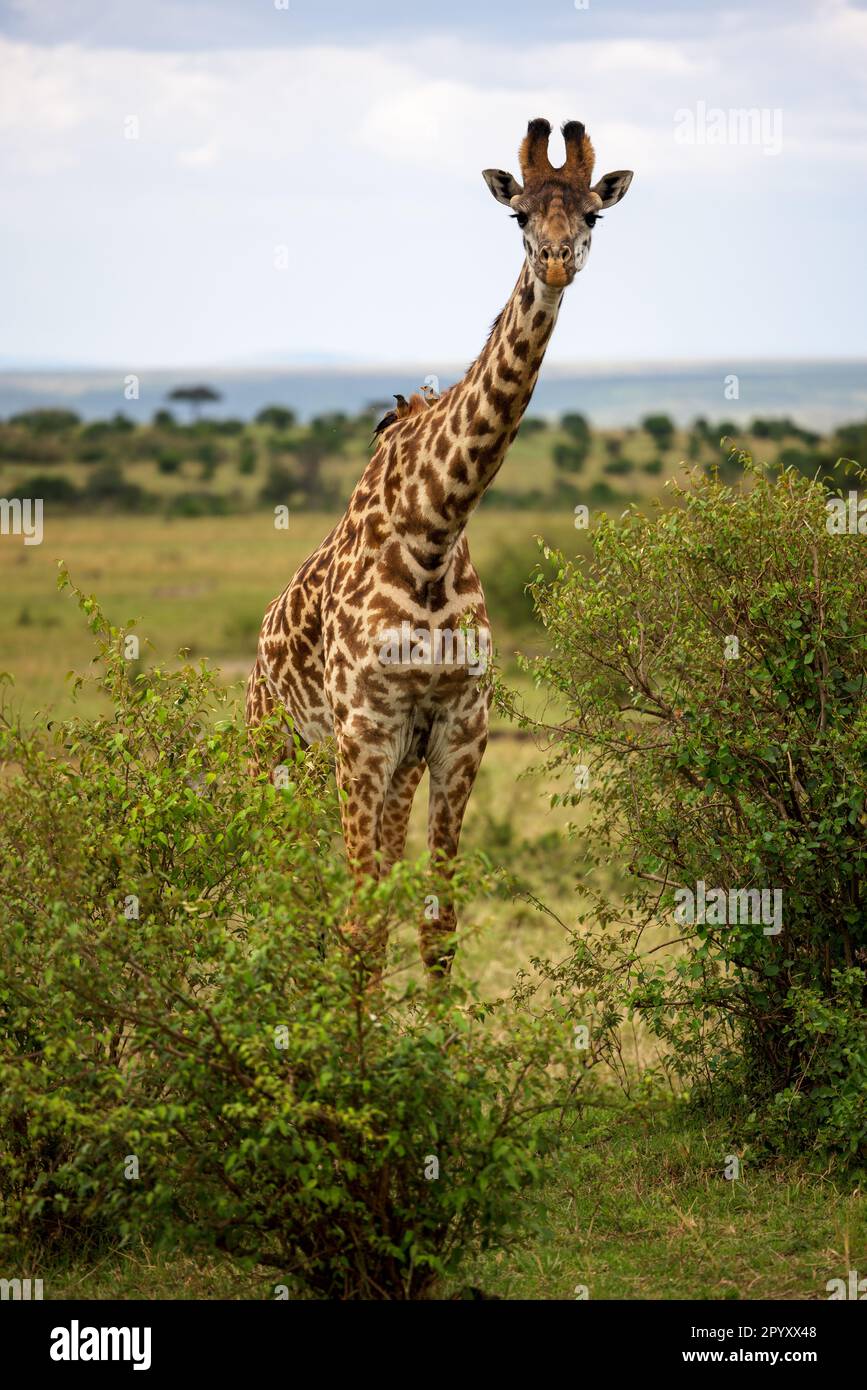 A large, adult giraffe standing tall in a grassy field, surrounded by ...