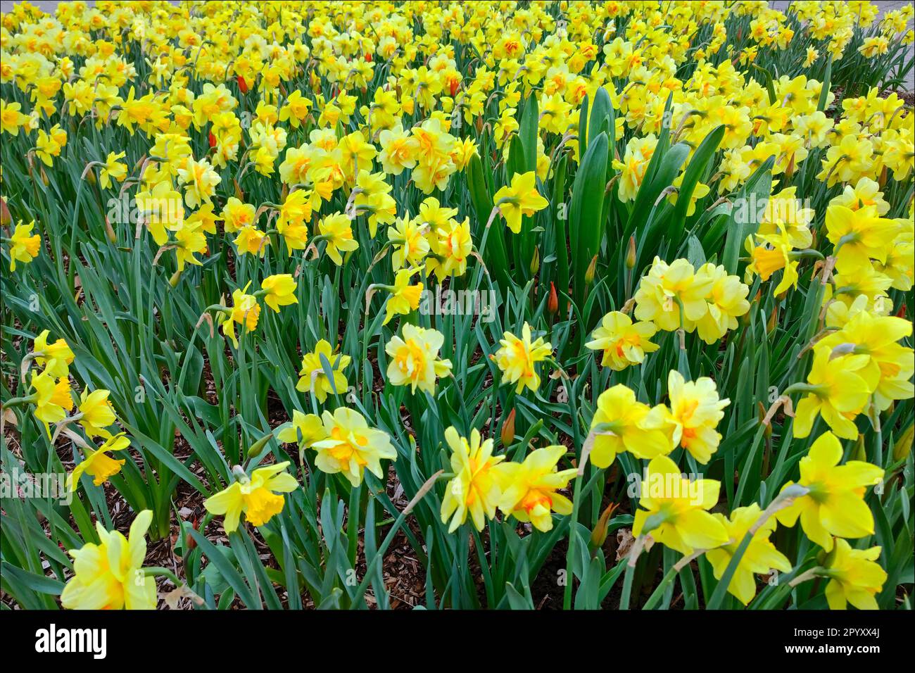 Daffodils in the yard hi-res stock photography and images - Alamy