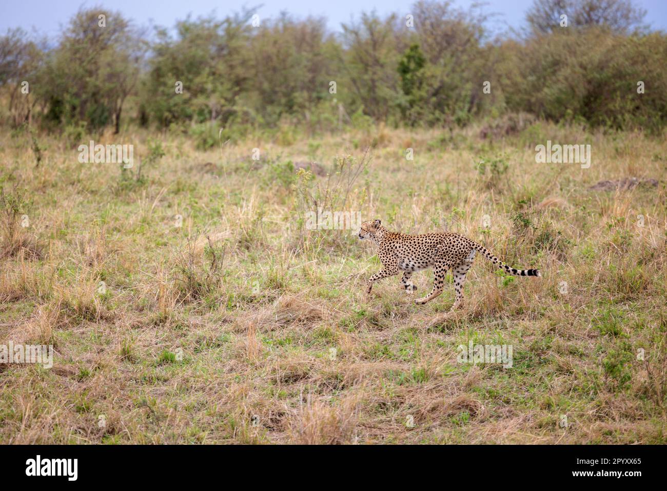 A majestic cheetah strides through the sun-dappled African savannah ...