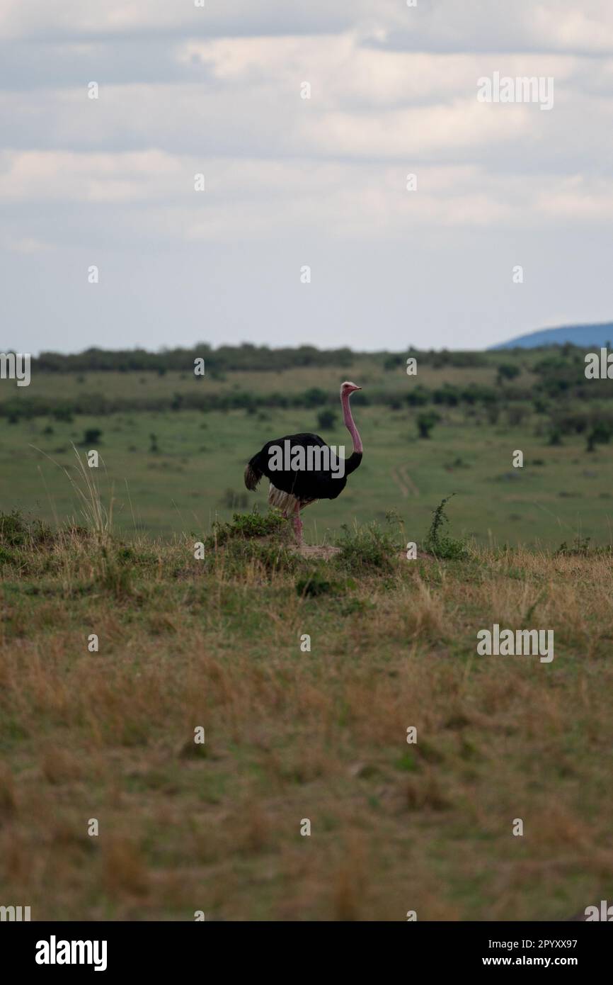 A large ostrich in a field of tall, green grass, gazing out into the ...