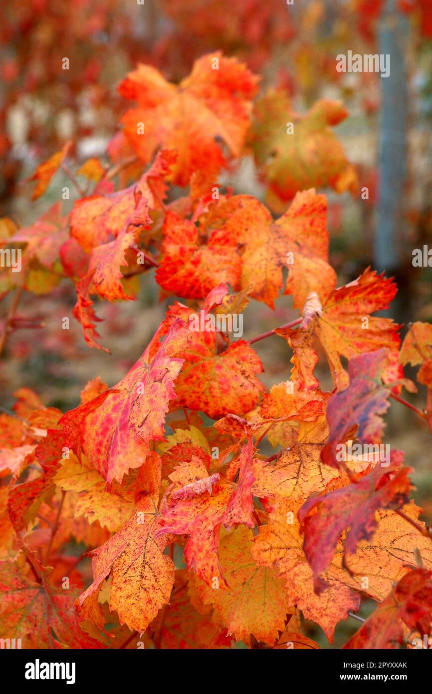 Colorful grapevine tree leaves Stock Photo - Alamy