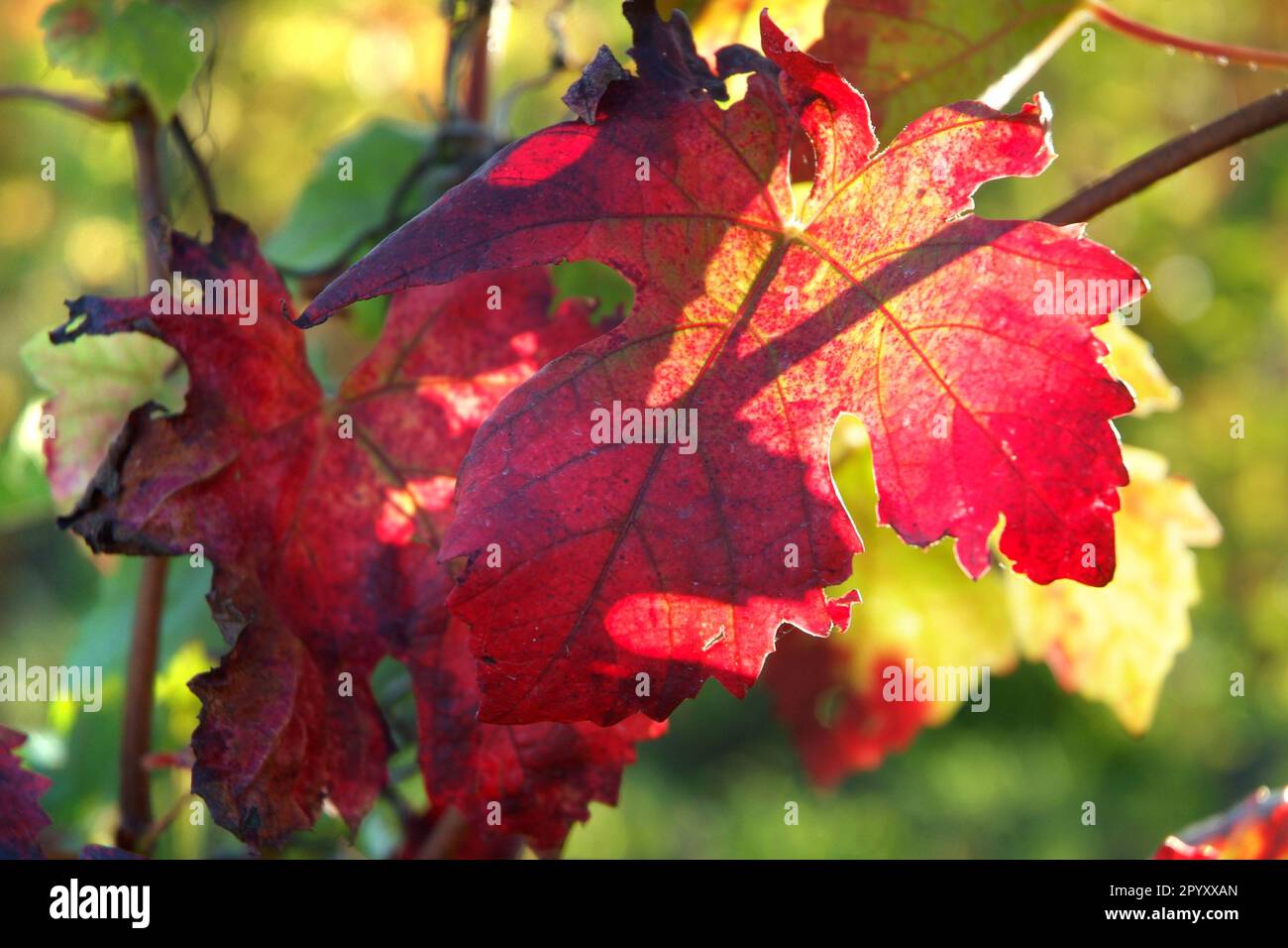 Colorful grapevine tree leaves Stock Photo - Alamy