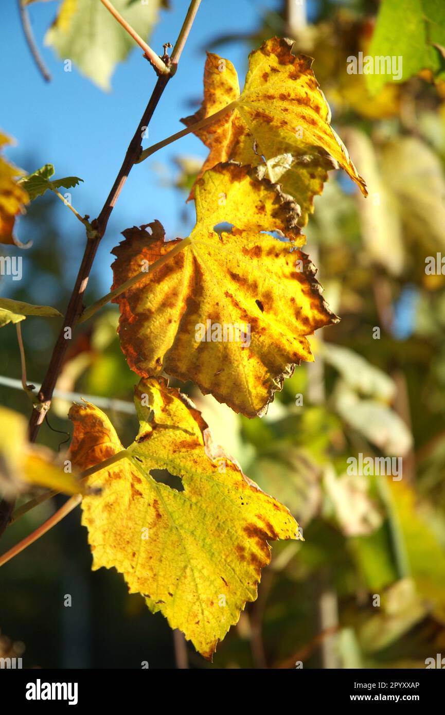 Colorful grapevine tree leaves Stock Photo - Alamy