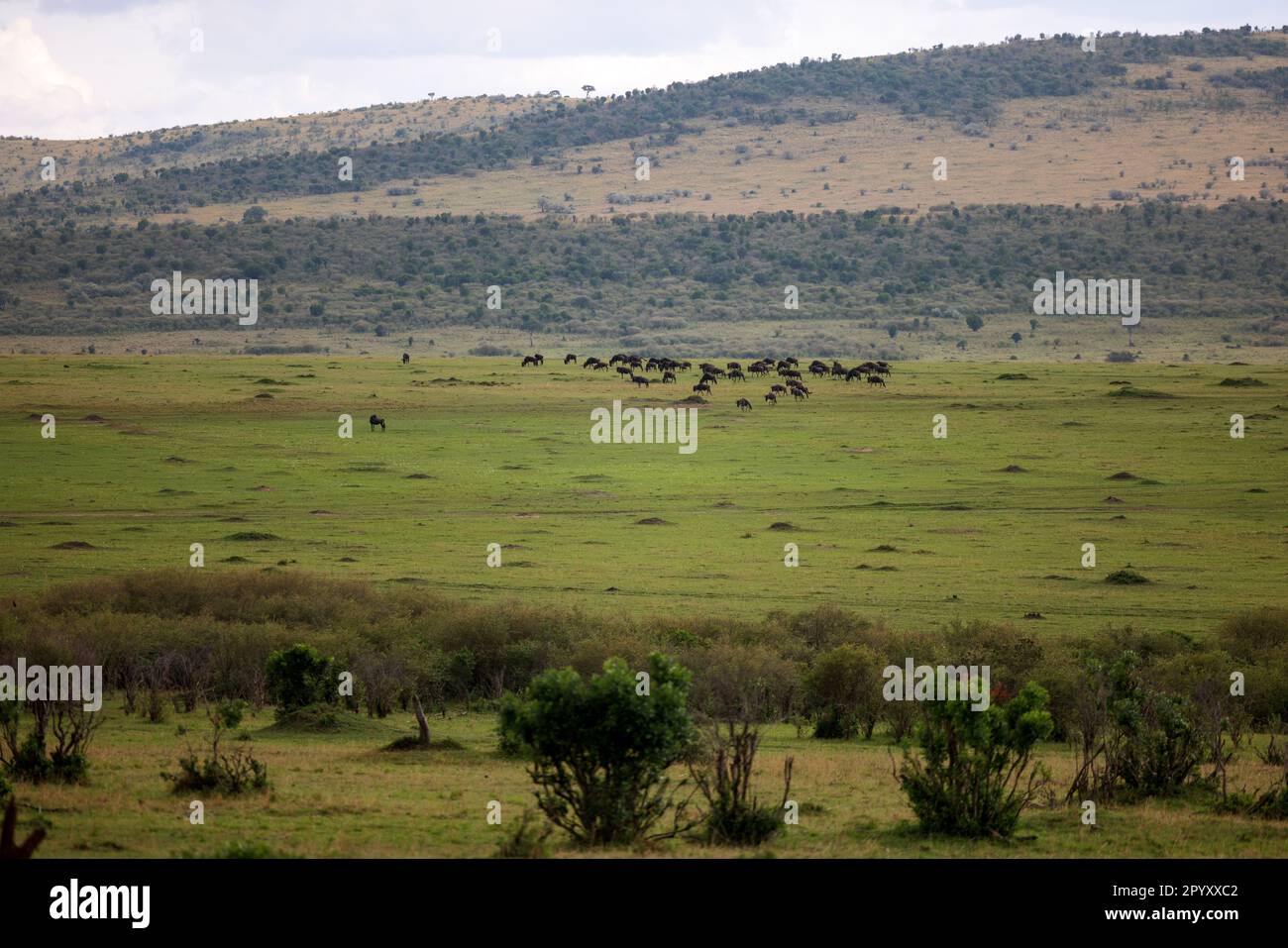 An expansive open field with a wide variety of wildlife, including ...