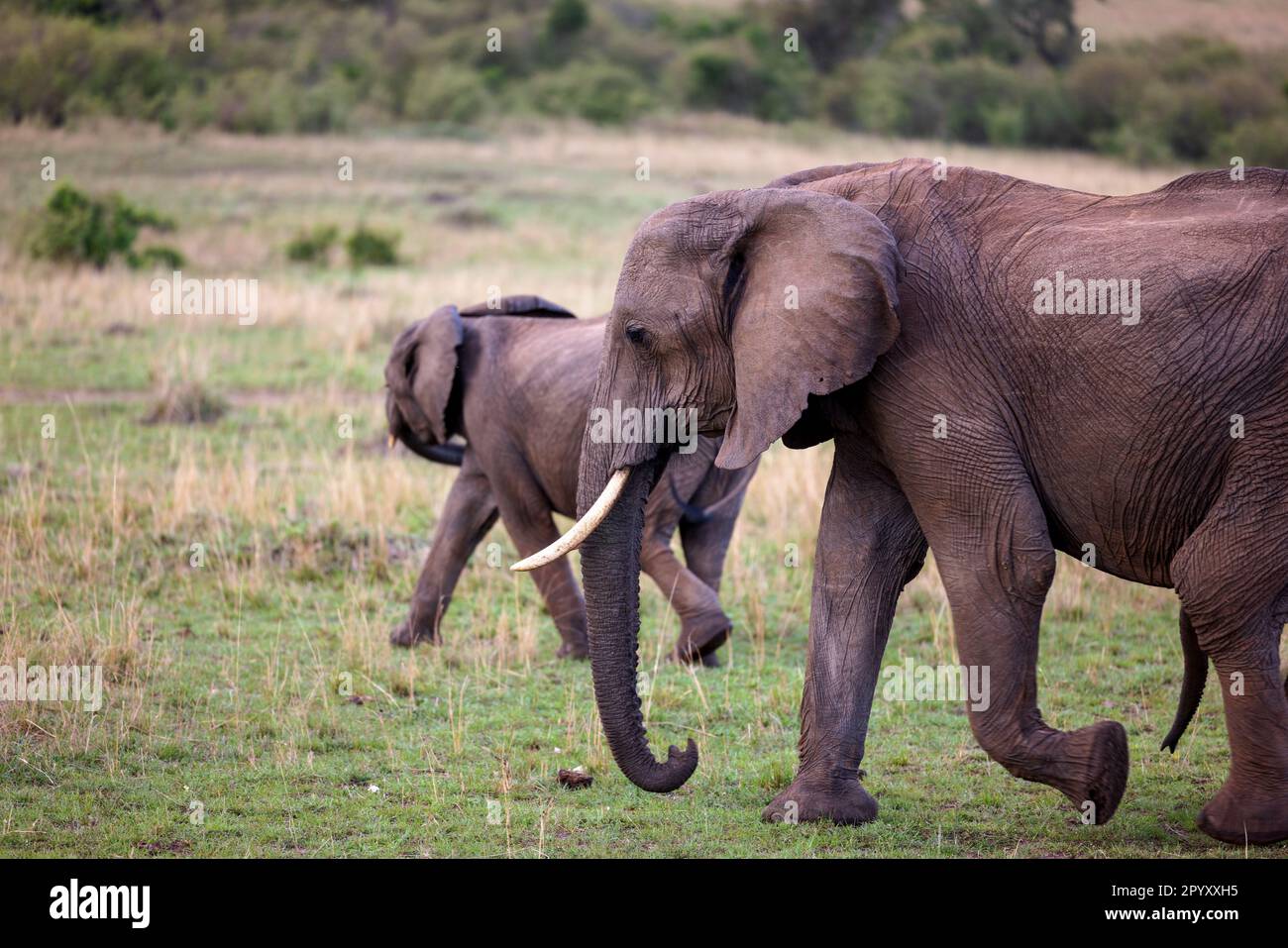 Two African elephants walking through the grassy plains of the savannah ...