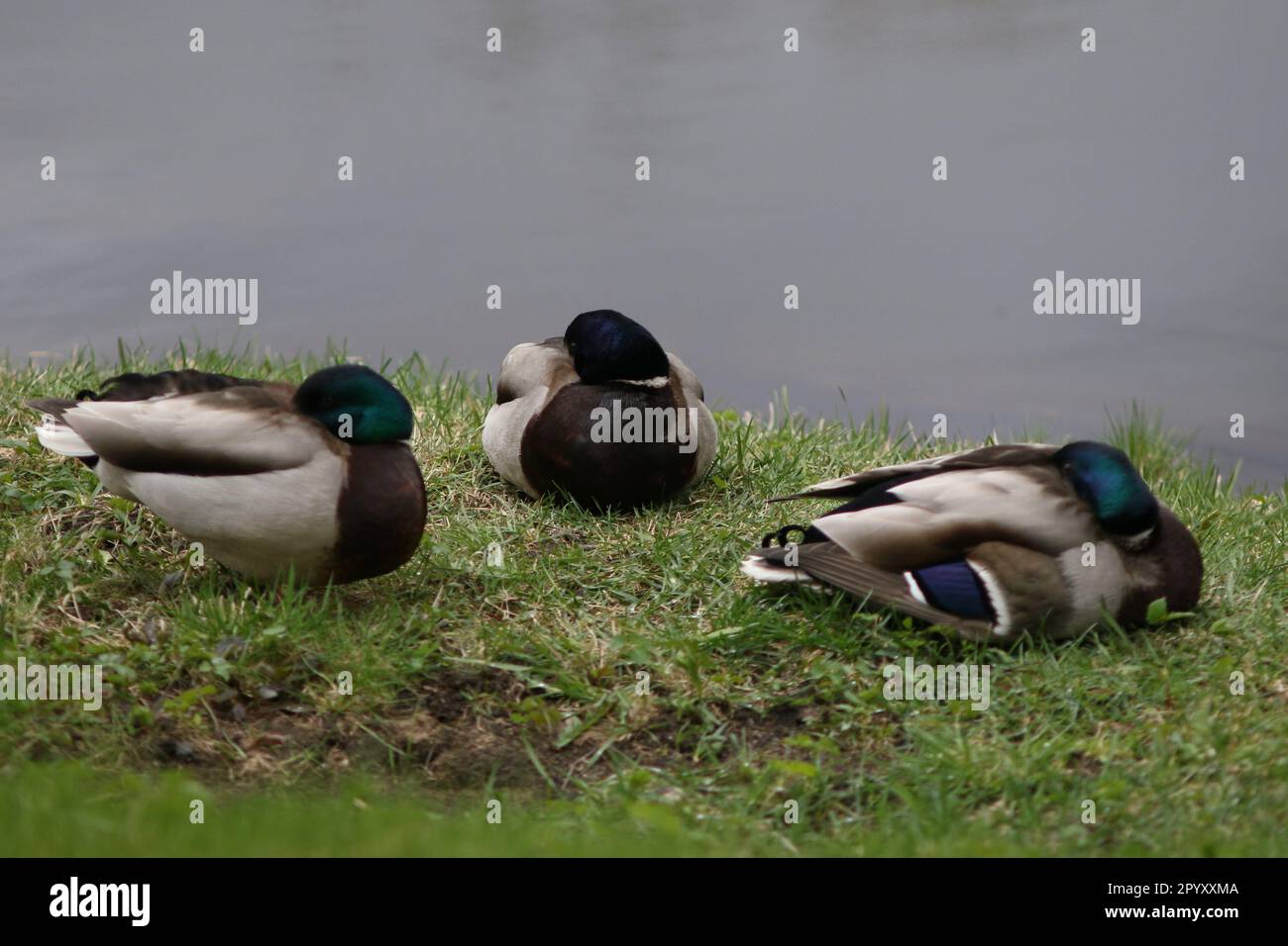 Russian Federation. Saint-Petersburg. Spring, May. Specific park. Ducks ...