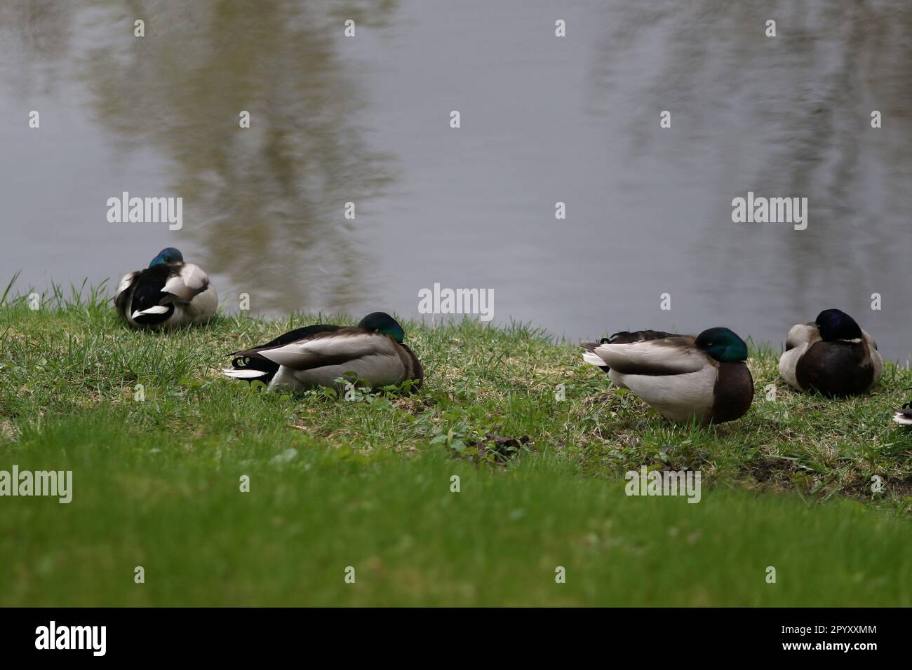 Russian Federation. Saint-Petersburg. Spring, May. Specific park. Ducks ...