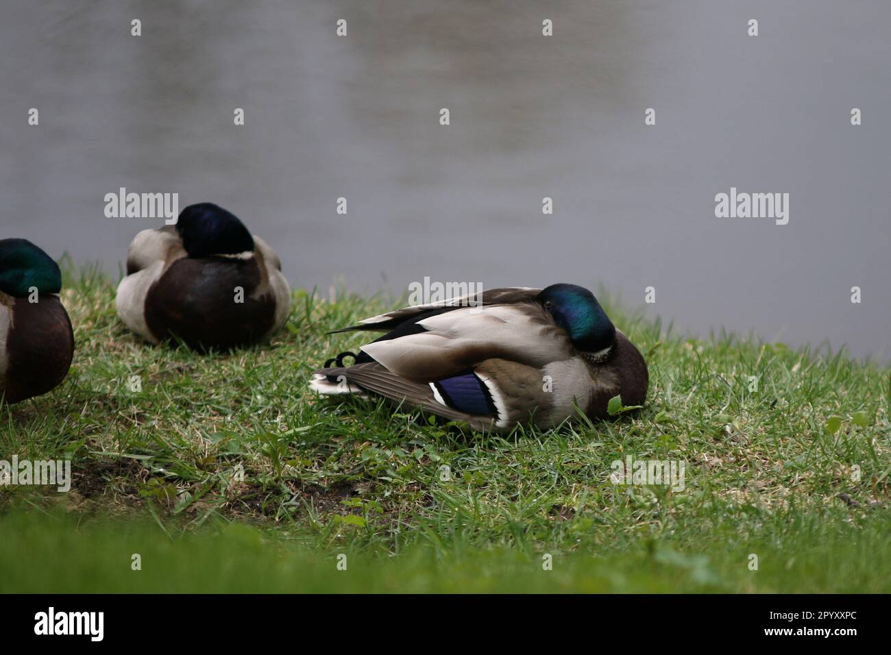 Russian Federation. Saint-Petersburg. Spring, May. Specific park. Ducks ...