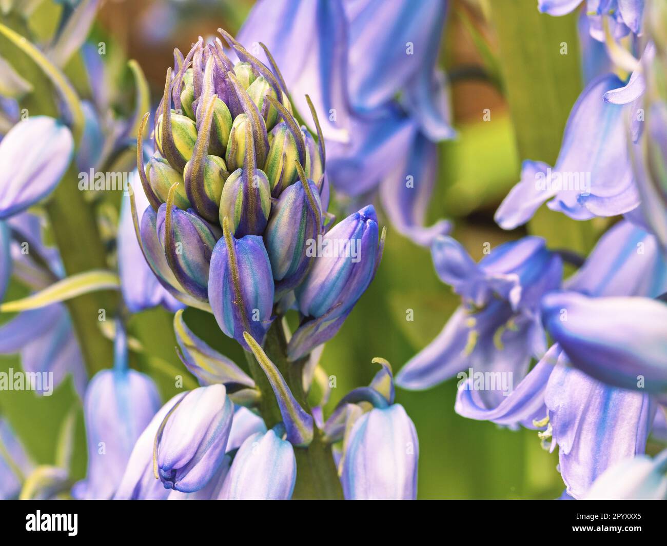 Flower bursting hi-res stock photography and images - Alamy