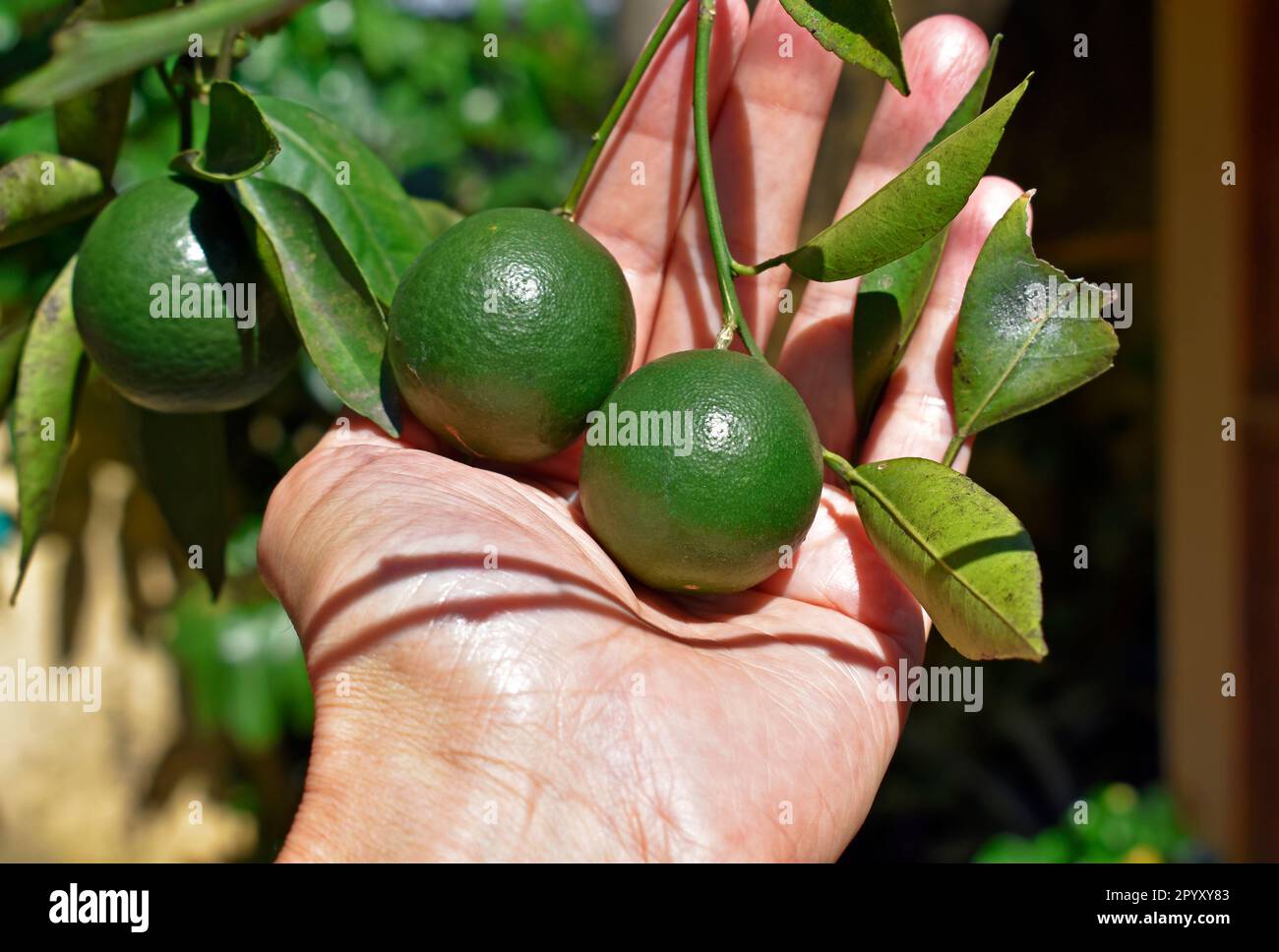 Hand holding young limes on tree Stock Photo - Alamy
