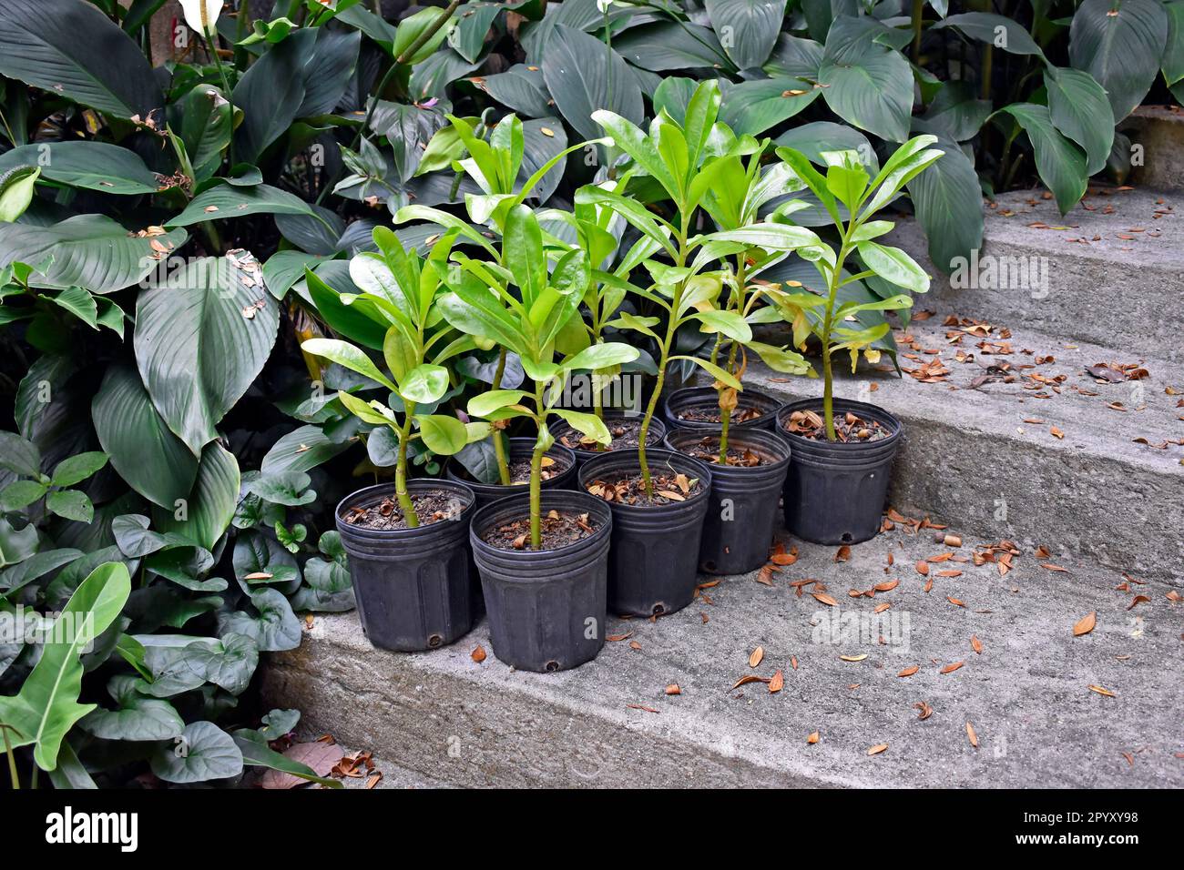 Potted plants on the step of the stairs Stock Photo - Alamy