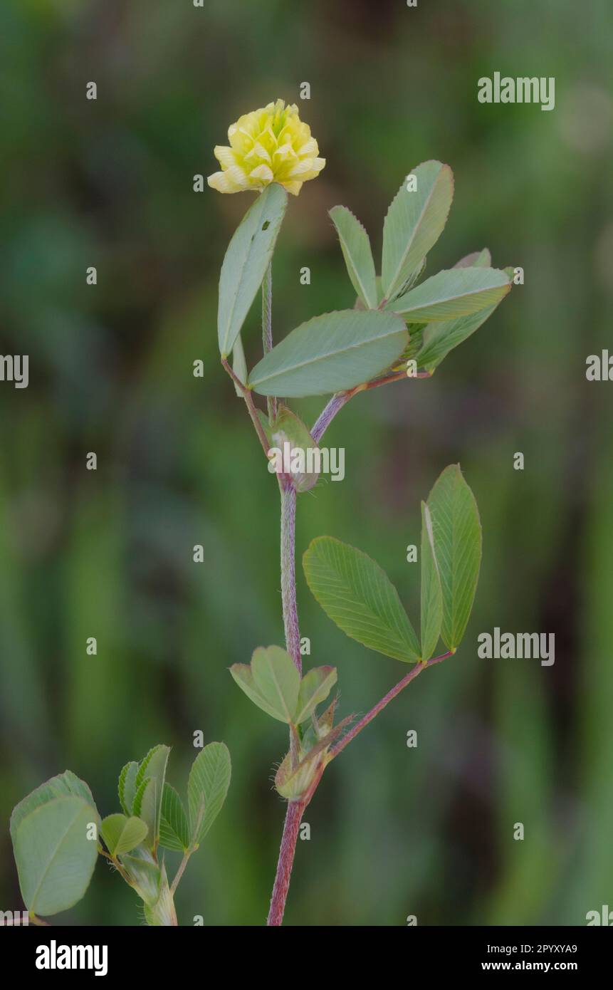 Hop clover hi-res stock photography and images - Alamy