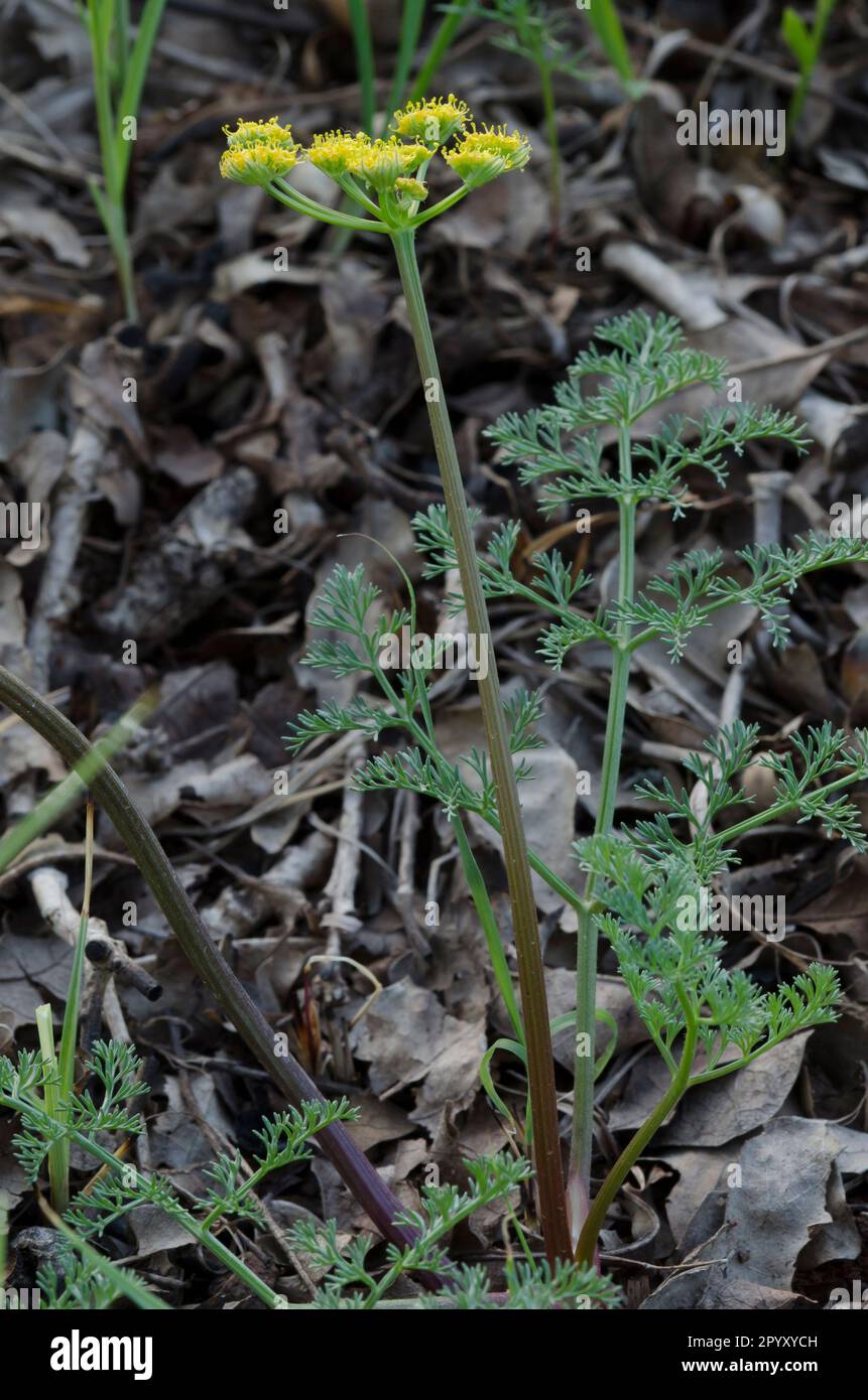 Biscuitroot hi-res stock photography and images - Alamy