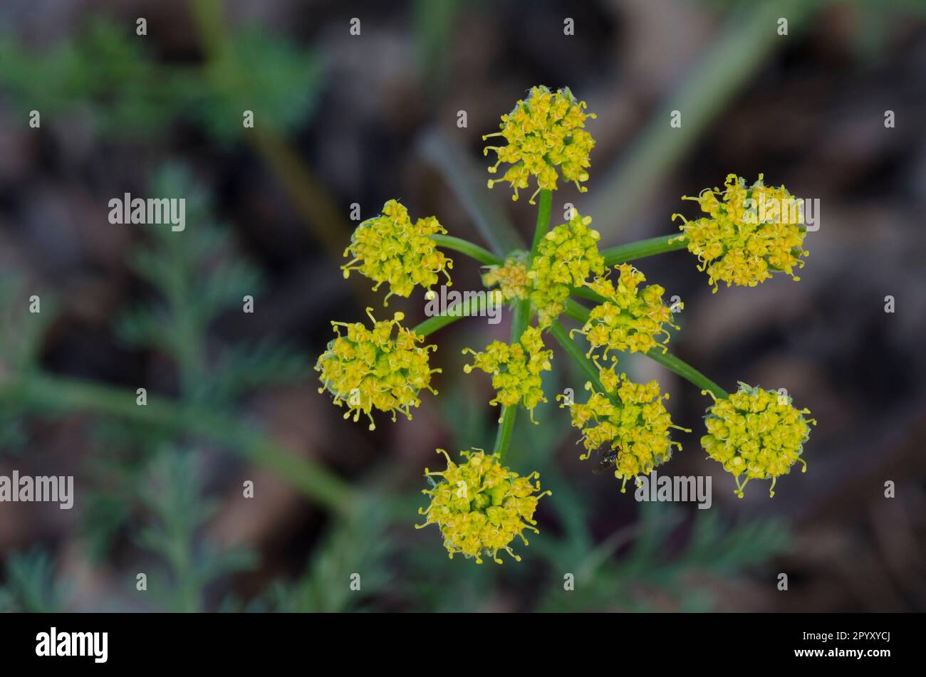 Desert Biscuitroot, Lomatium foeniculaceum Stock Photo - Alamy