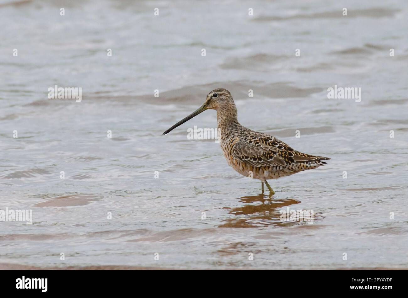 Long-billed Dowitcher, Limnodromus scolopaceus Stock Photo - Alamy