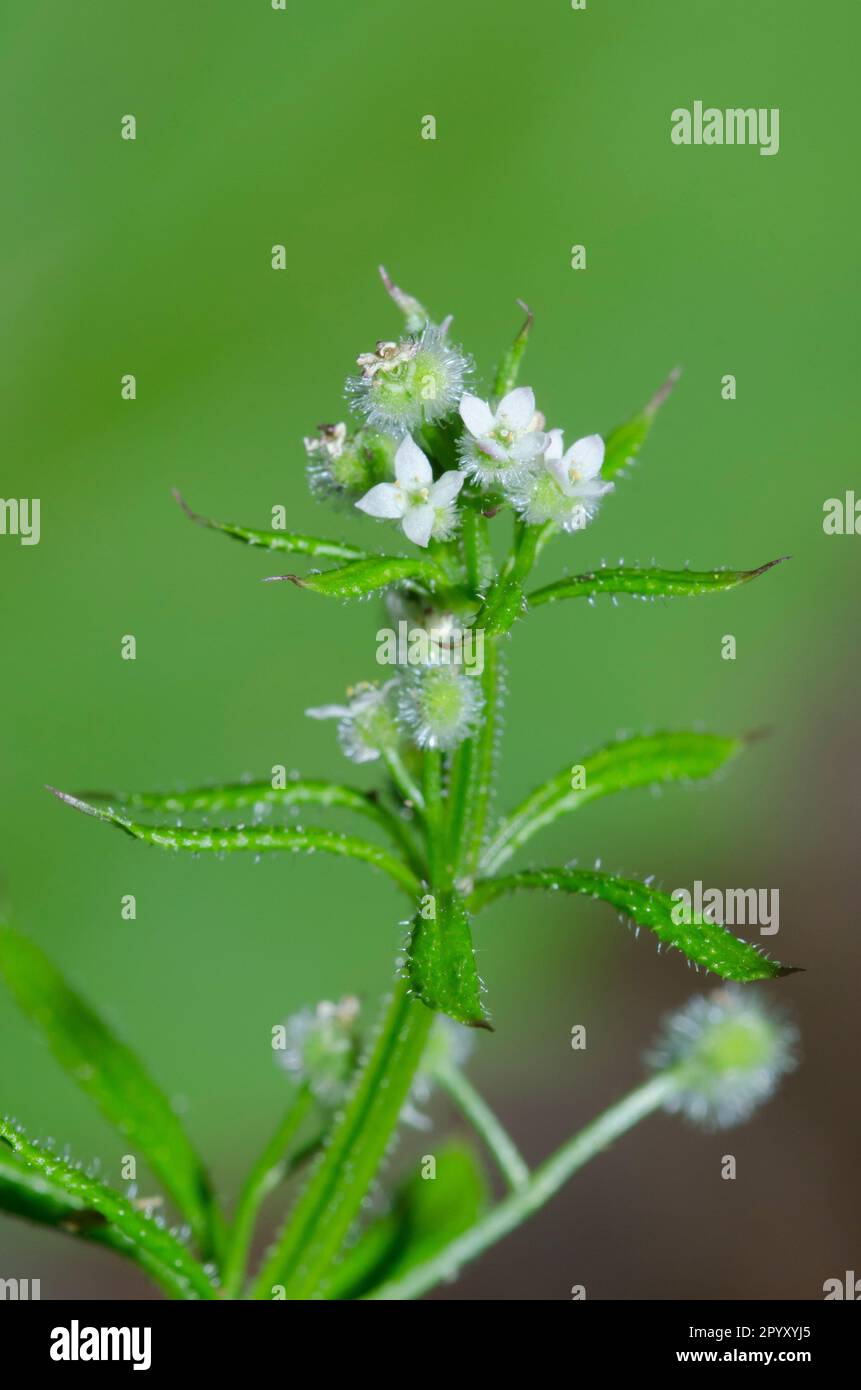 Stickywilly, Galium aparine Stock Photo - Alamy