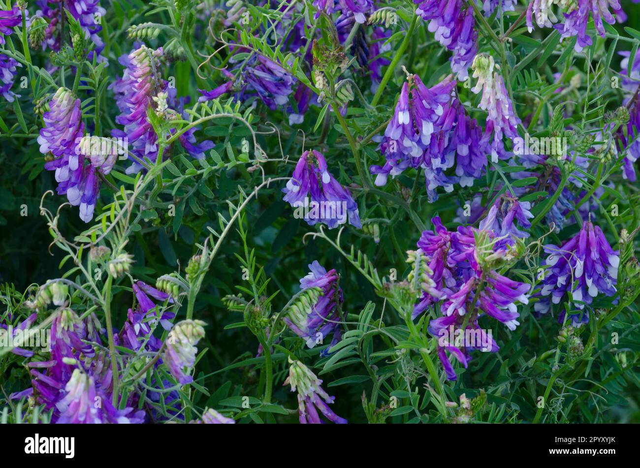 Winter Vetch, Vicia villosa Stock Photo - Alamy