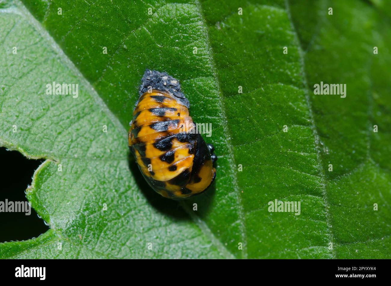 Asian Lady Beetle, Harmonia axyridis, pupa Stock Photo - Alamy