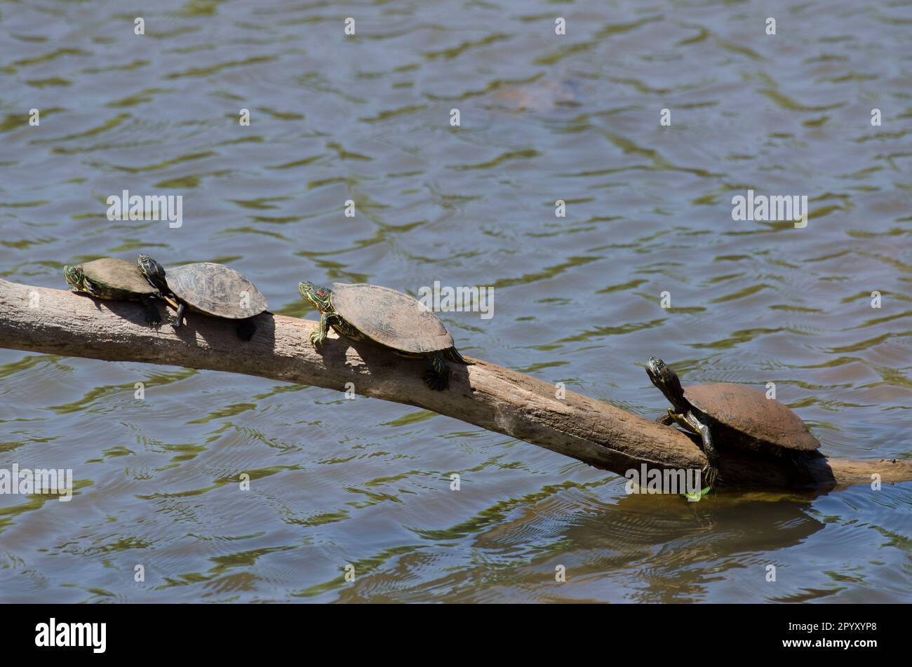 Red-eared sliders, Trachemys scripta elegans, and Eastern River Cooters ...