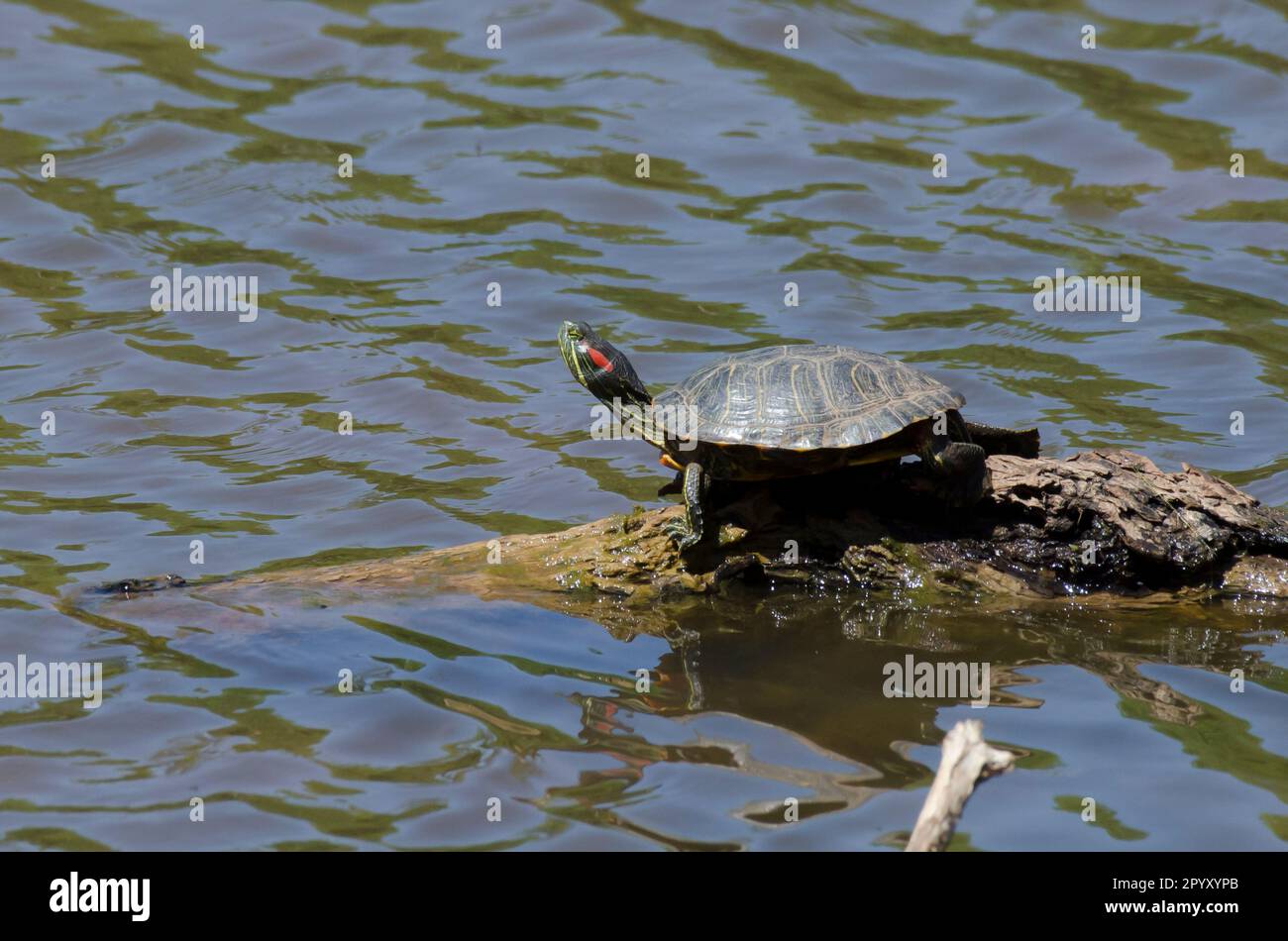 Red-eared slider, Trachemys scripta elegans, basking Stock Photo - Alamy