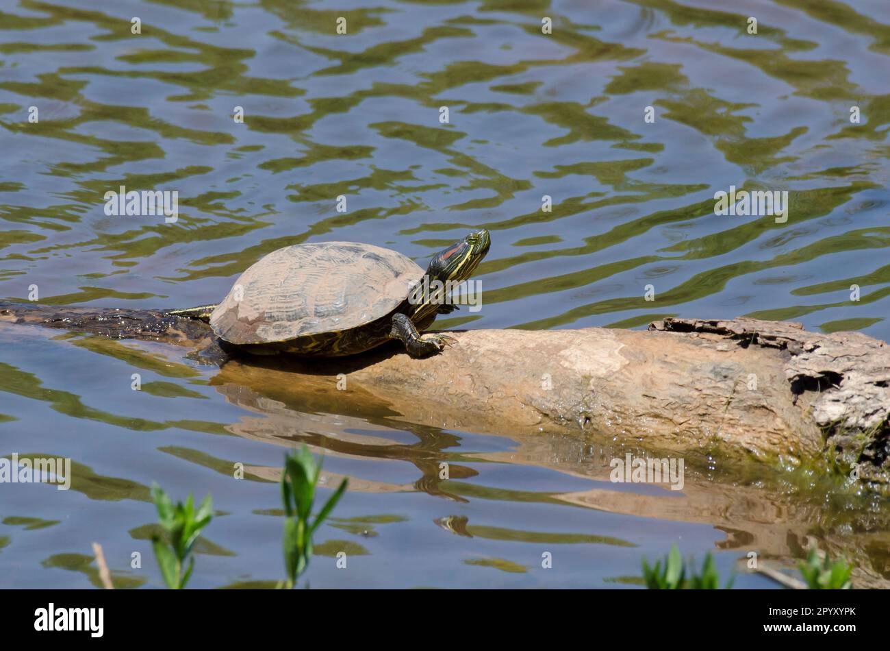 Red-eared slider, Trachemys scripta elegans, basking Stock Photo - Alamy