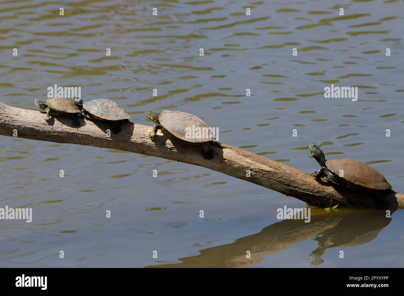 Red-eared sliders, Trachemys scripta elegans, and Eastern River Cooters ...