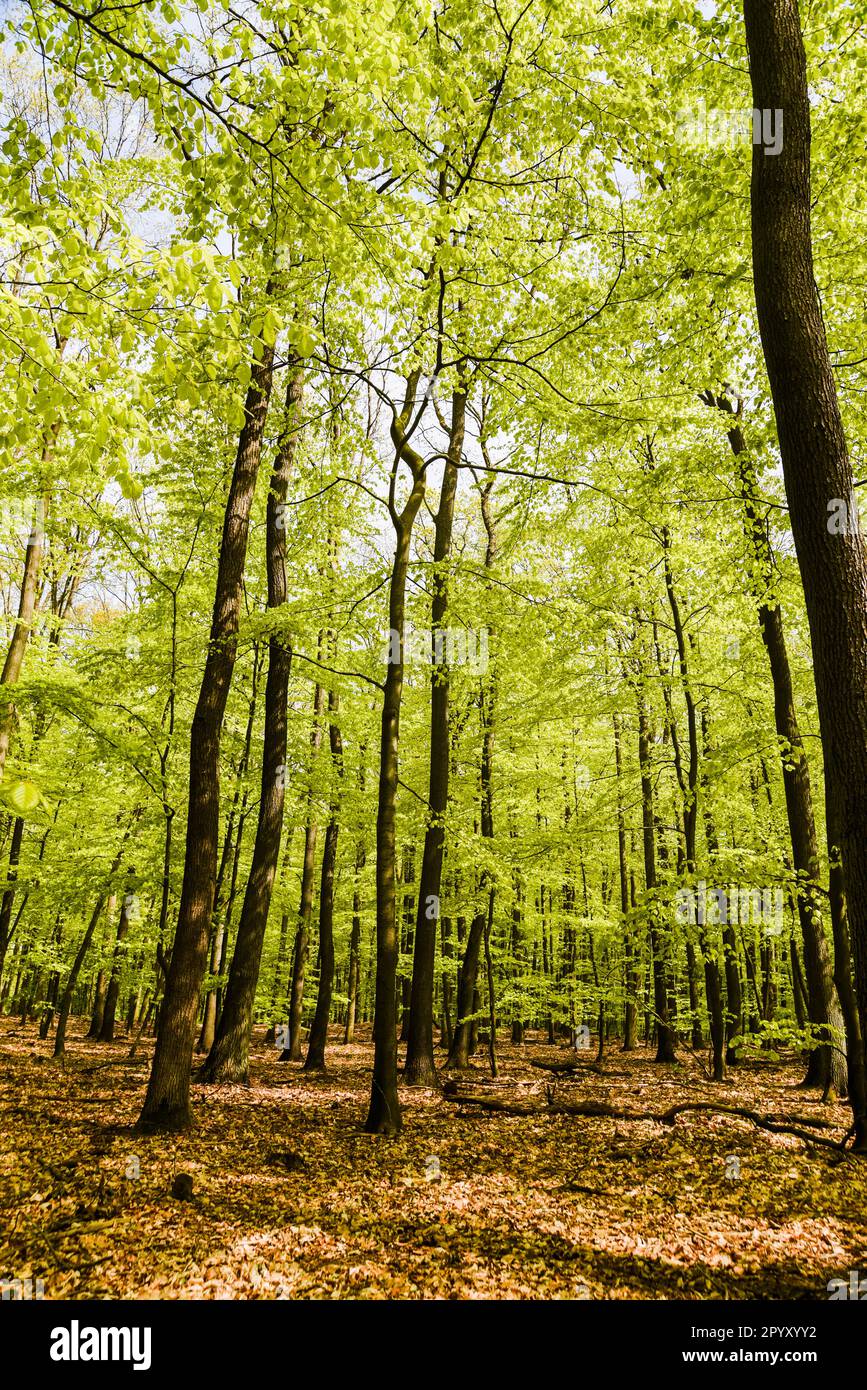 Beautiful spring deciduous forest, deciduous forest texture Stock Photo ...