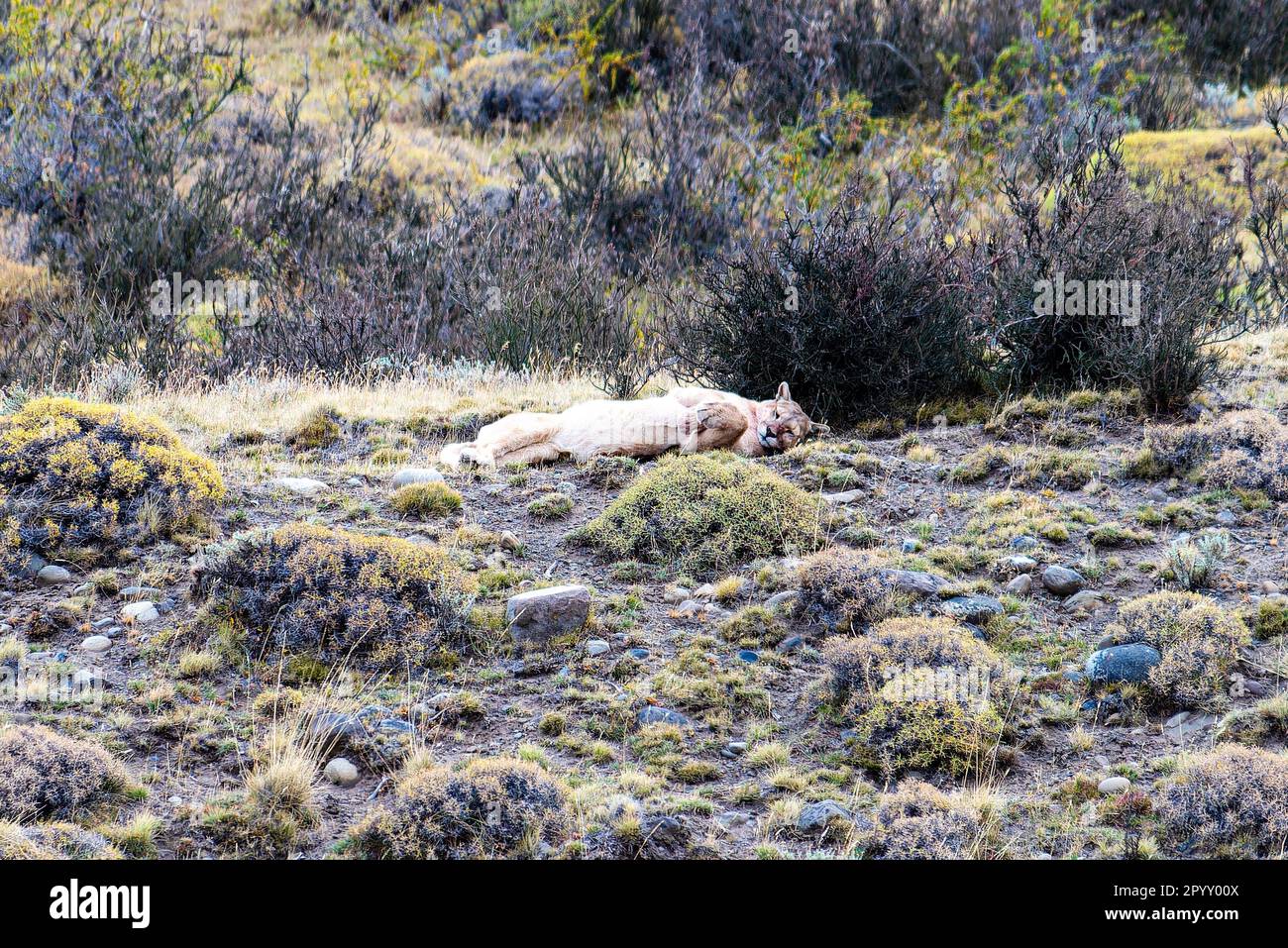 A Puma Concolor (Mountain Cougar) feed up resting in the grass Stock ...