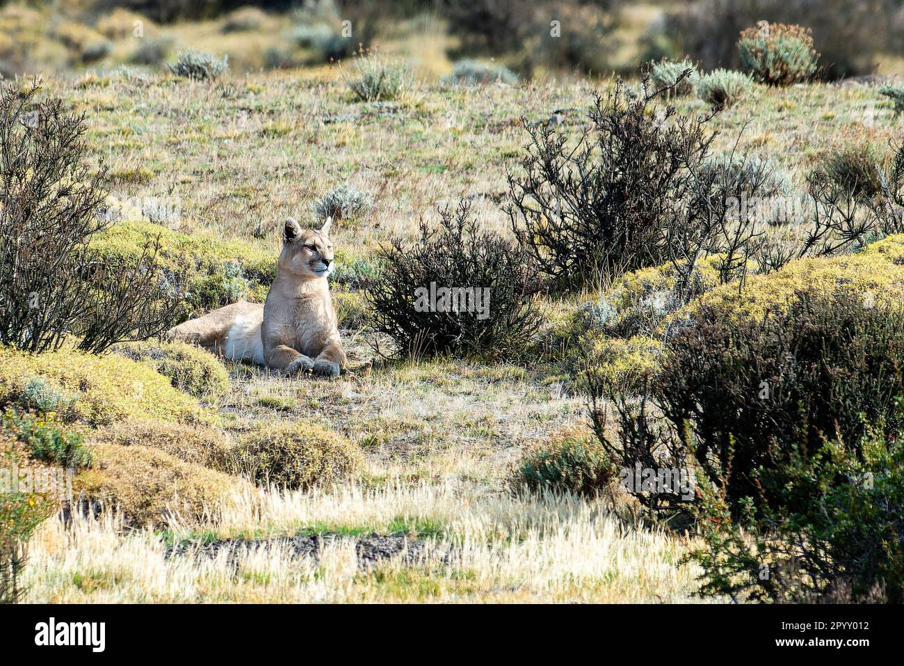 A Puma Concolor (Mountain Cougar) feed up resting in the grass Stock ...