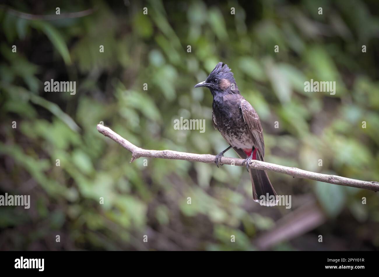red-vented bulbul is a member of the bulbul family of passerines. It is ...