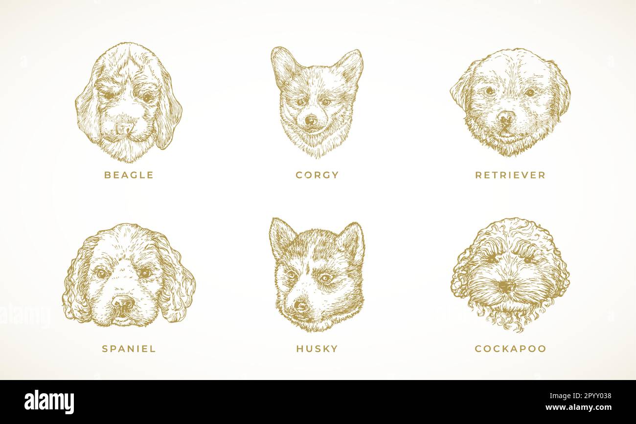 Dog Breeds Illustrations Collection. Hand Drawn Spaniel, Corgy, Beagle ...