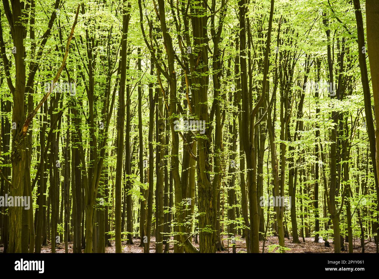 Beautiful spring deciduous forest, deciduous forest texture Stock Photo ...