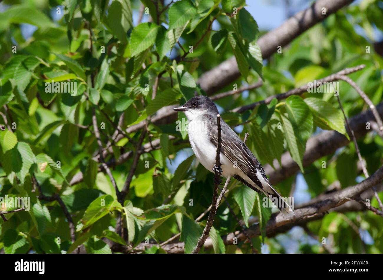 Eastern Kingbird, Tyrannus tyrannus Stock Photo - Alamy
