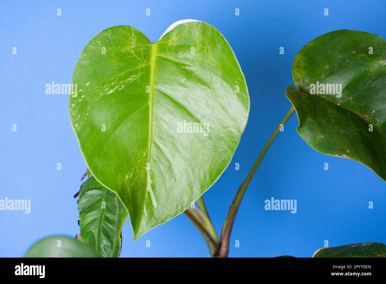 Variegated monstera deliciosa hi-res stock photography and images - Alamy