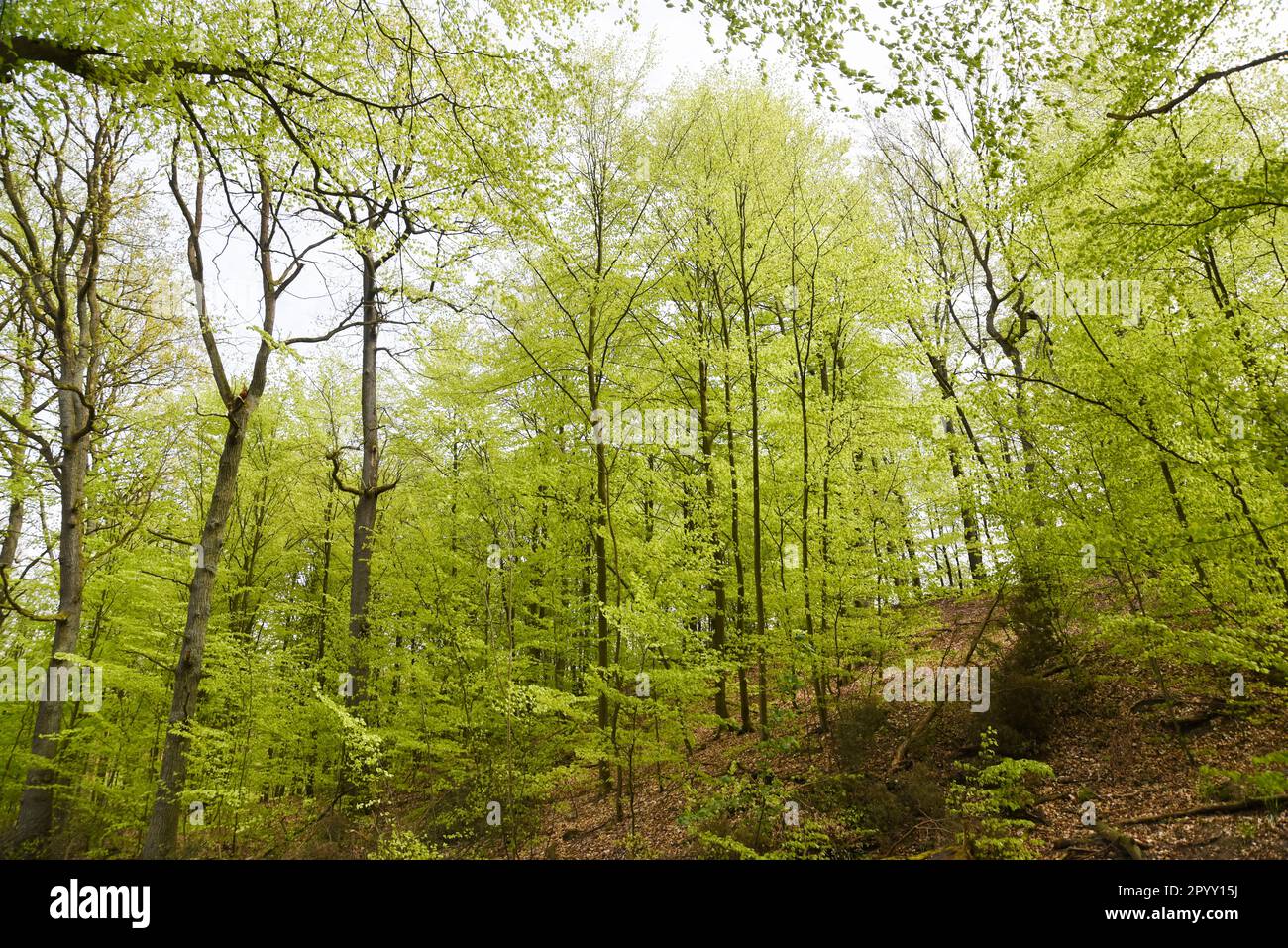 Beautiful spring deciduous forest, deciduous forest texture Stock Photo ...