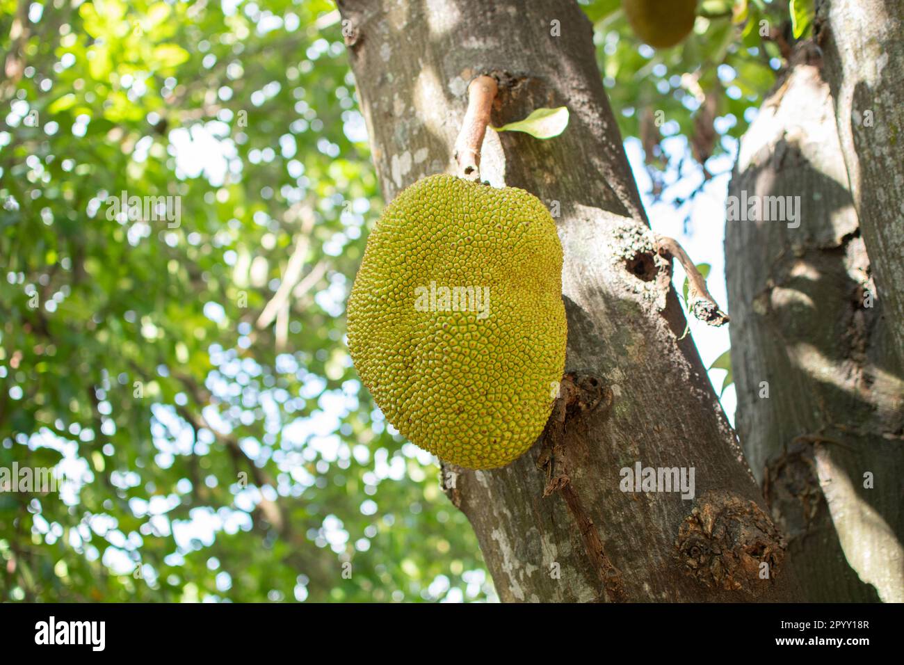 Jackfruit and jackfruit trees are hanging from a branch Stock Photo - Alamy