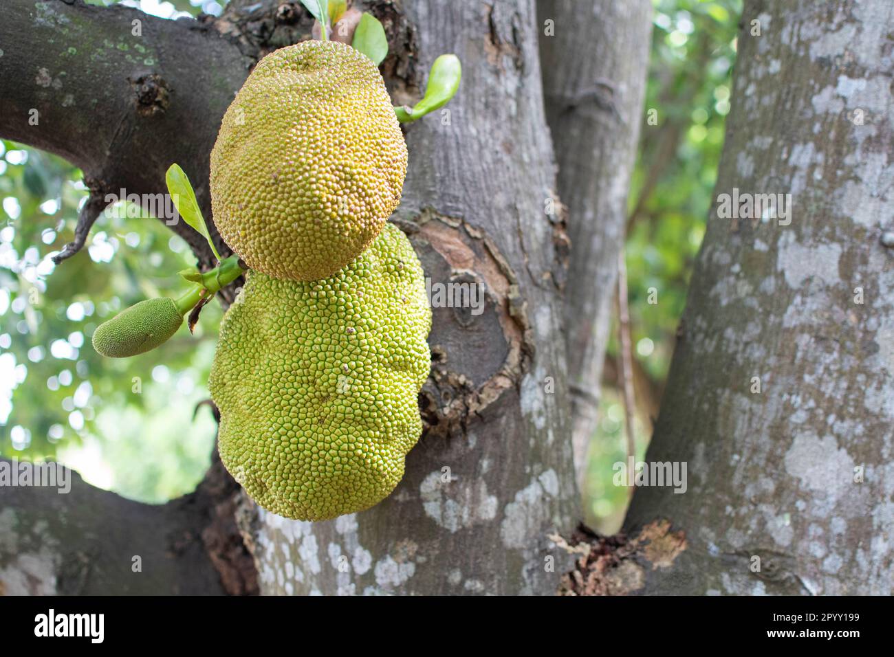 Jackfruit and jackfruit trees are hanging from a branch Stock Photo - Alamy