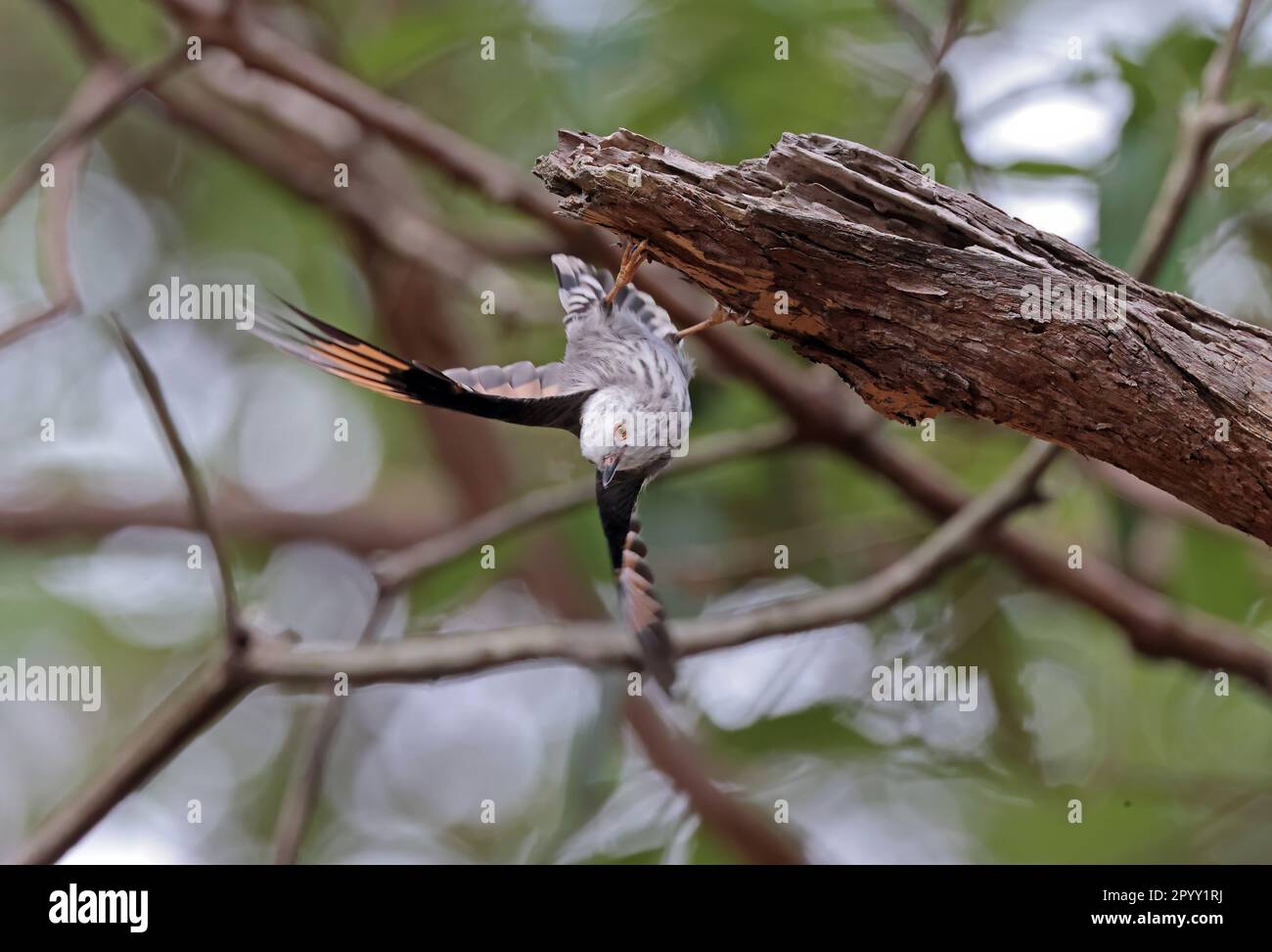 Varied Sittella (Daphoenositta chrysoptera chrysoptera) adult clinging ...