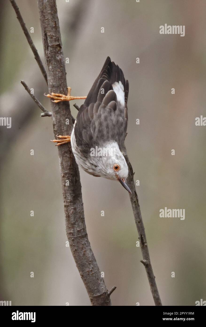 Varied Sittella (Daphoenositta chrysoptera chrysoptera) adult clinging ...