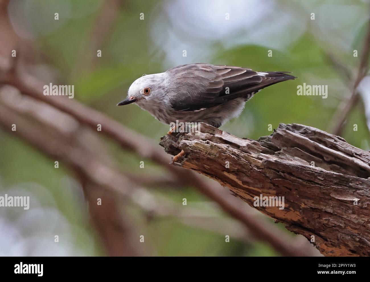 Varied Sittella (Daphoenositta chrysoptera chrysoptera) adult clinging ...