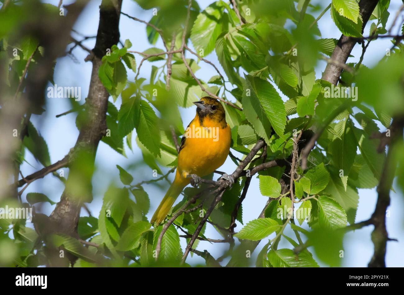 Baltimore oriole female hi-res stock photography and images - Alamy