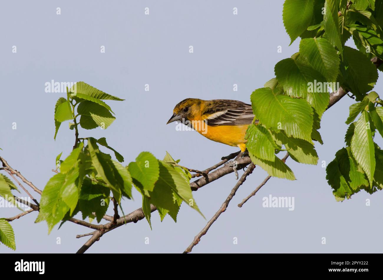 Female baltimore oriole bird hi-res stock photography and images - Alamy