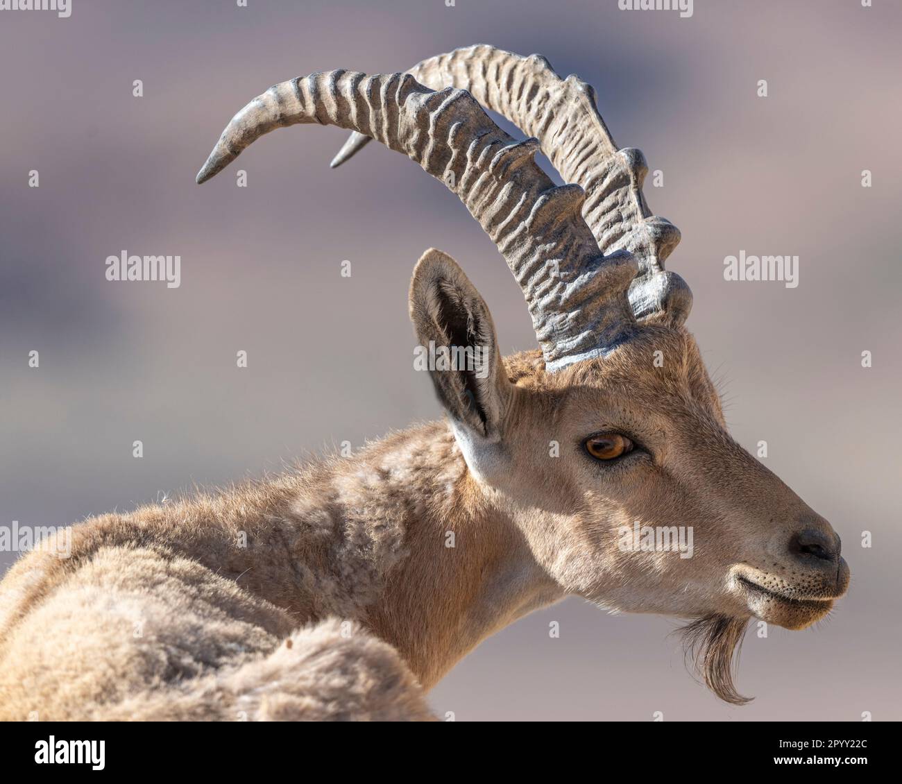 Ibex Close-Up in Profile Stock Photo - Alamy