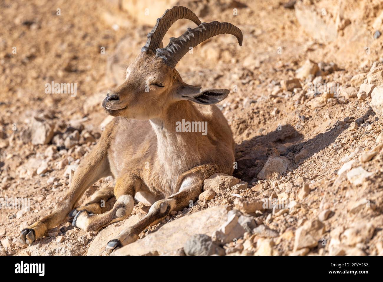 Ibex Basking in the Sun Stock Photo - Alamy