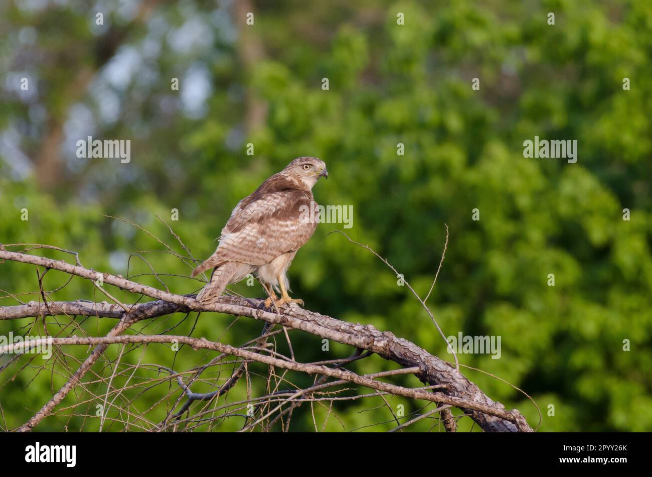 Juvenile red tailed hawk hi-res stock photography and images - Alamy