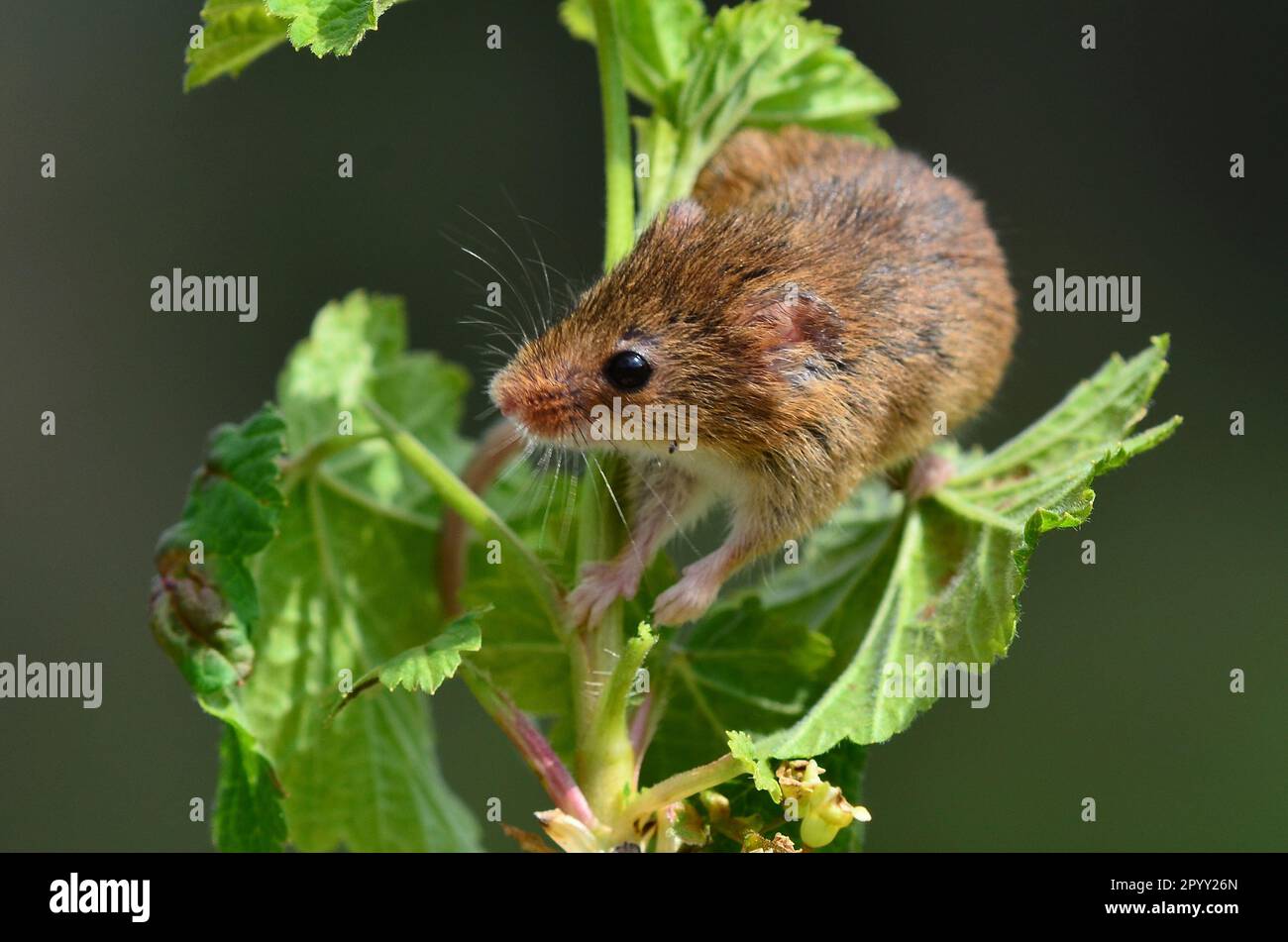adult harvest mouse micromys minutes sorcinus Stock Photo - Alamy