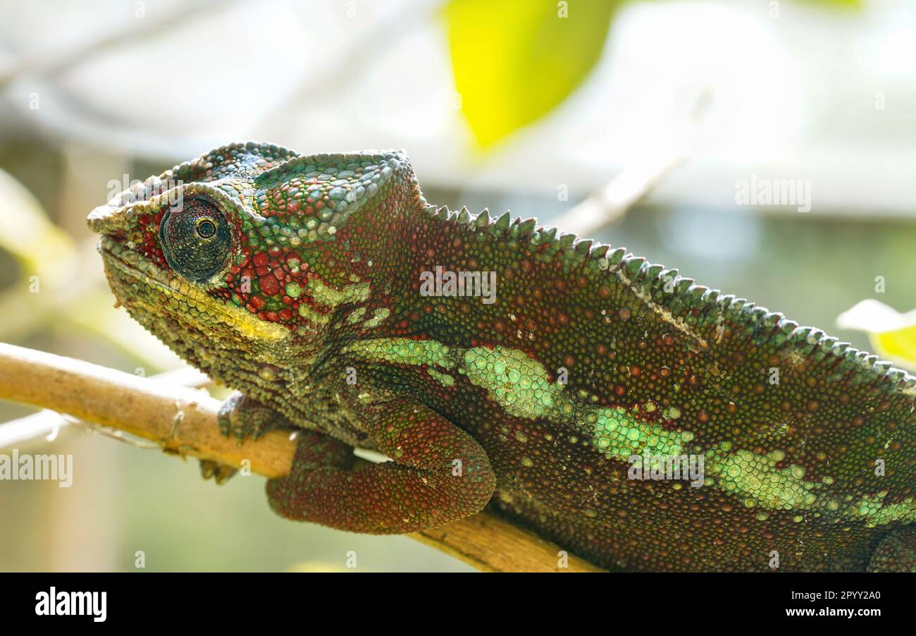 Andapa Panther Chameleon